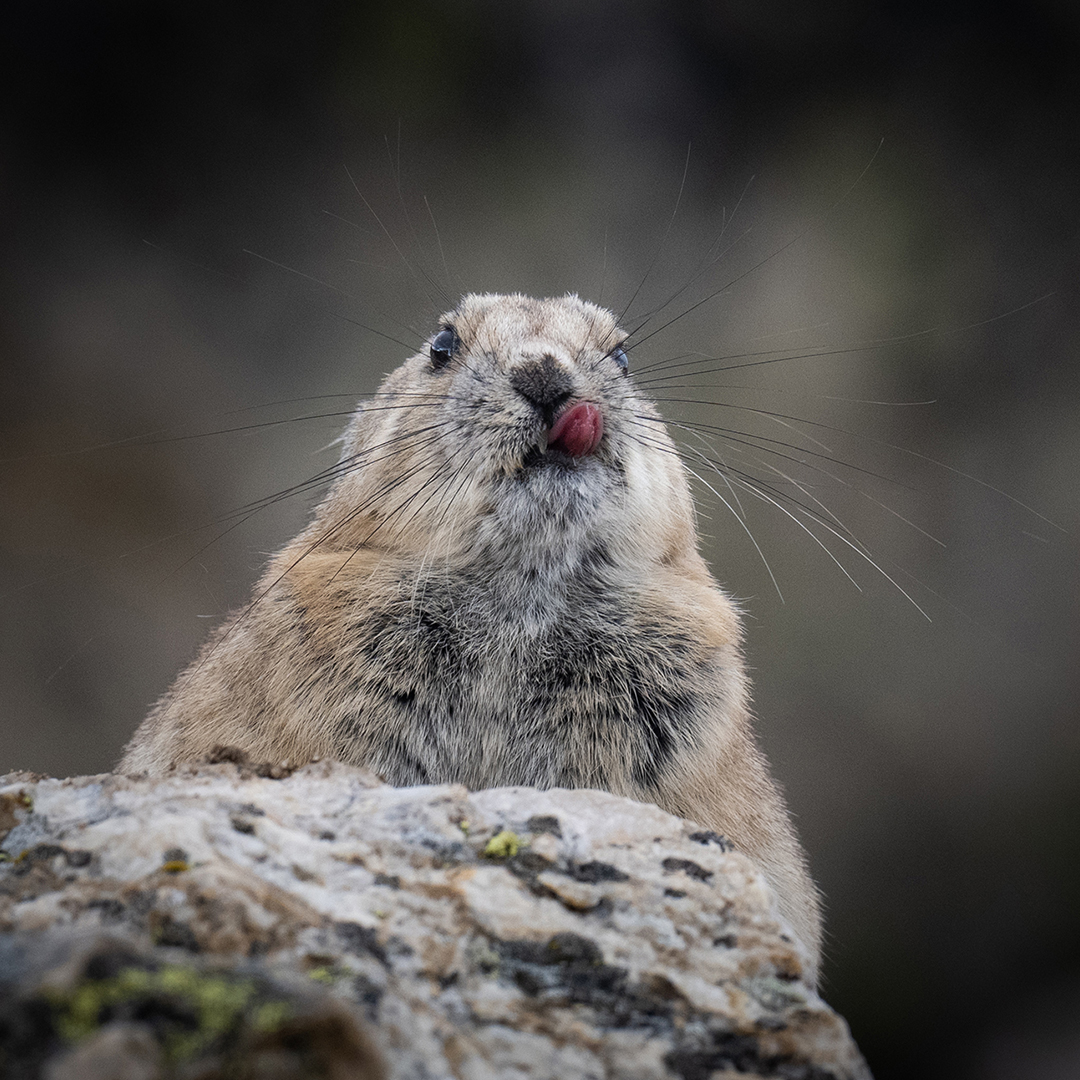 Help amplify the Colorado Carbon Offsets Partnership