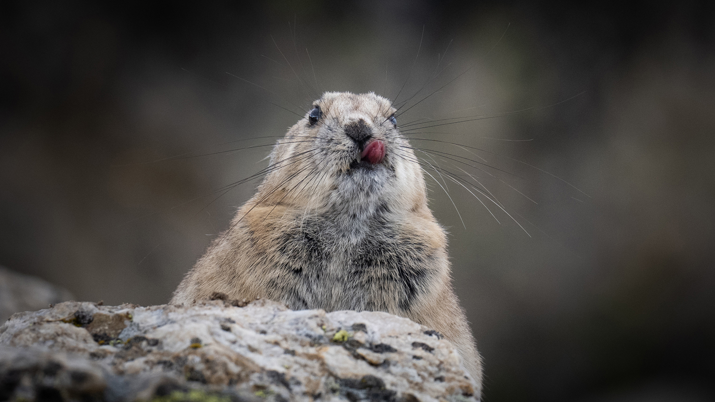 American Pika