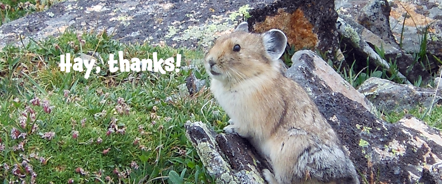 From every pika, lynx, and RMW employee—thank you! | Rocky Mountain Wild