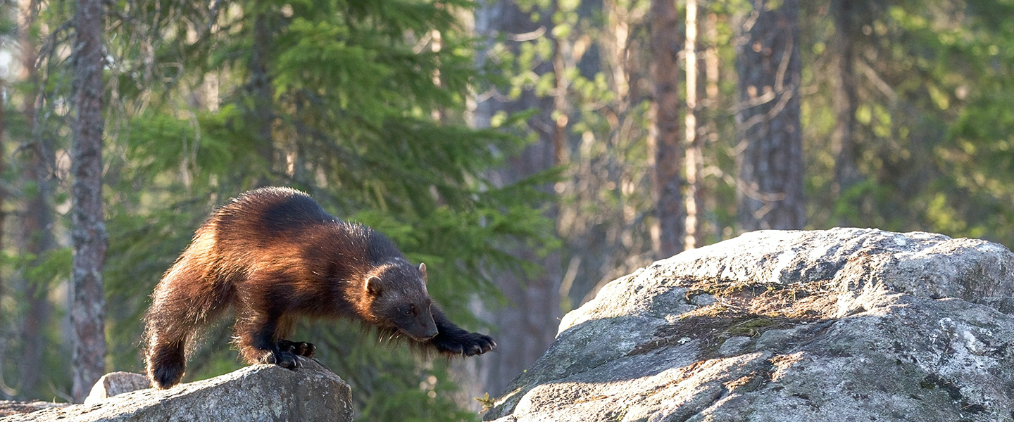 PRESS RELEASE: Wolverine Receives Much-Needed ESA Protections